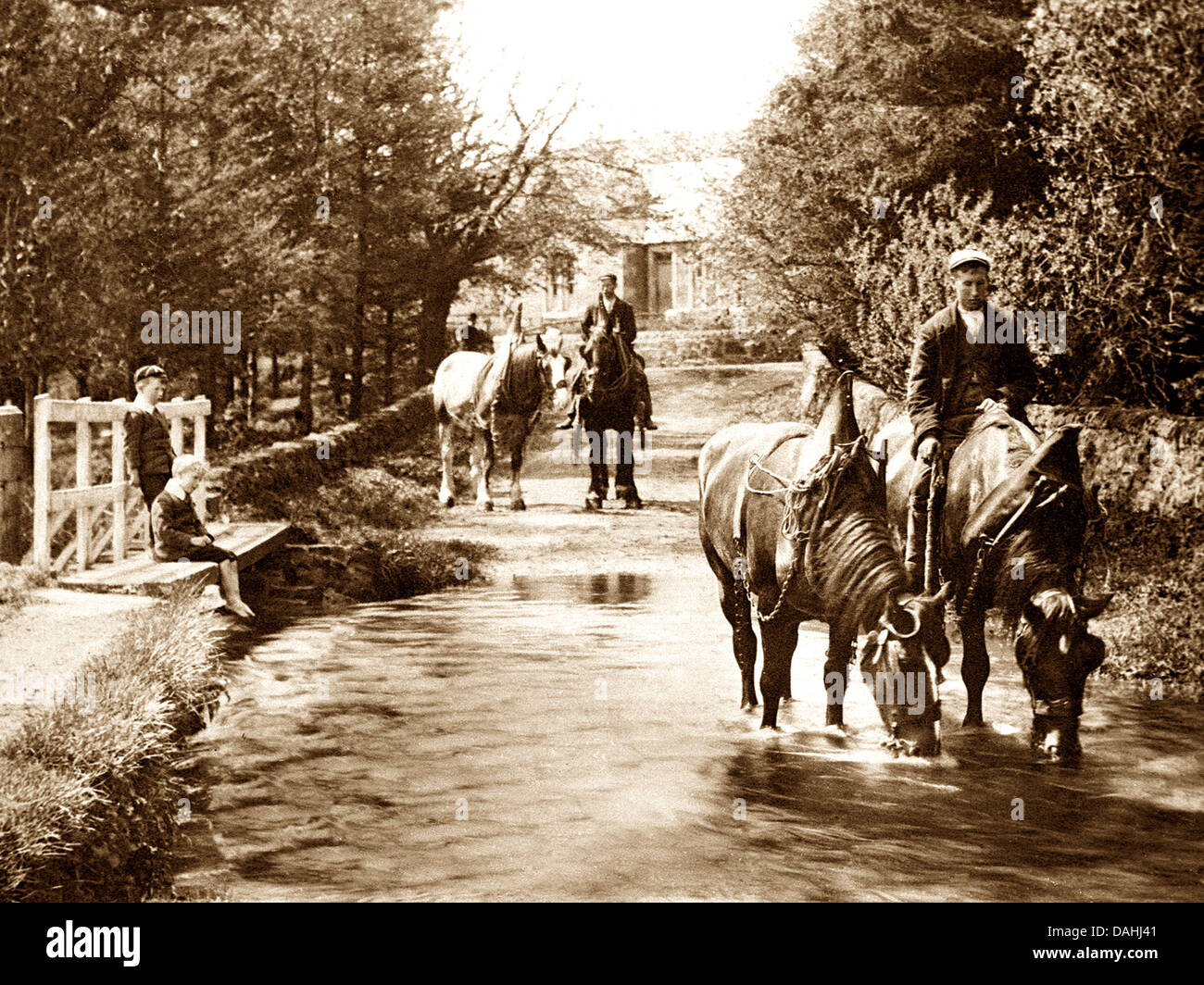 Horses drinking Victorian period Stock Photo - Alamy