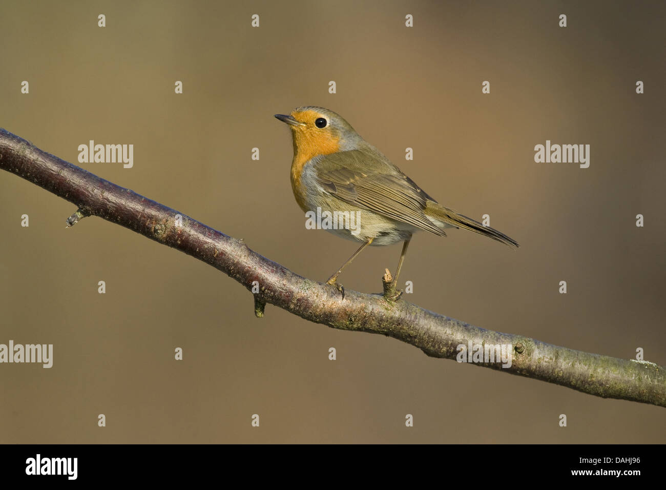 european robin, erithacus rubecula Stock Photo - Alamy