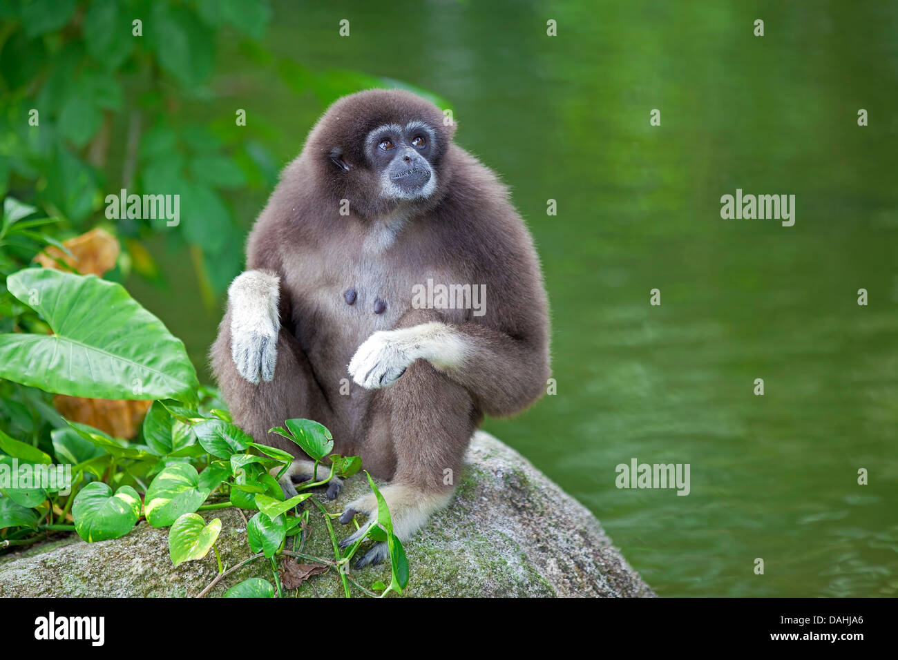 Brunei monkey hi-res stock photography and images - Alamy