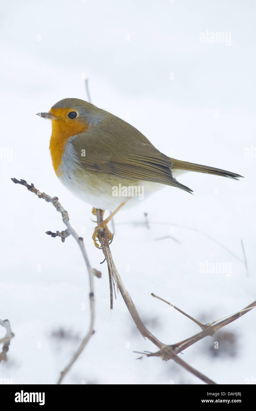 european robin, erithacus rubecula Stock Photo - Alamy