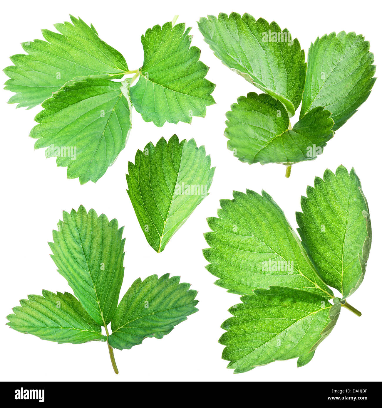 Strawberries leaves isolated on a white background Stock Photo - Alamy
