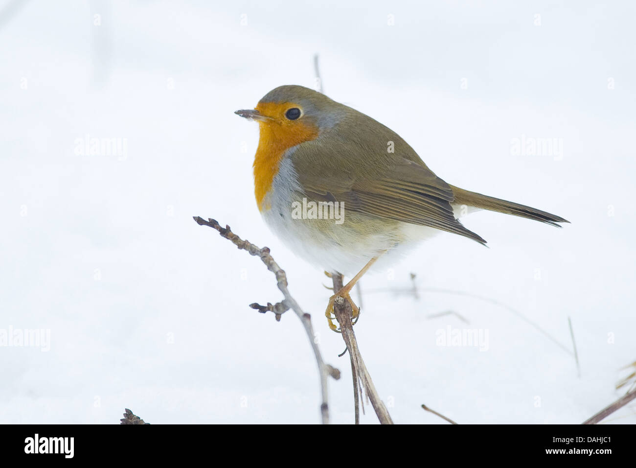 european robin, erithacus rubecula Stock Photo - Alamy