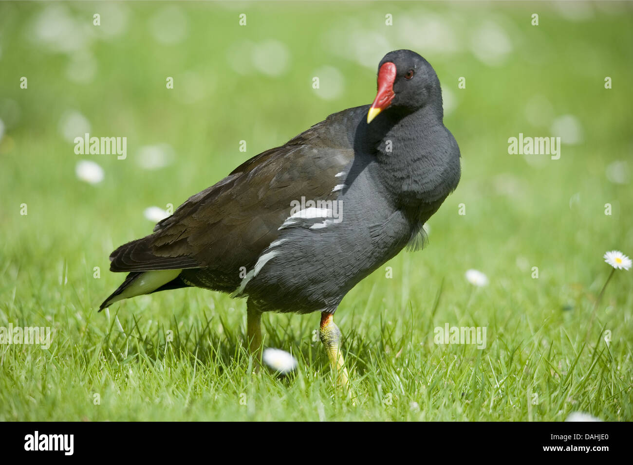 common moorhen, gallinula chloropus Stock Photo - Alamy