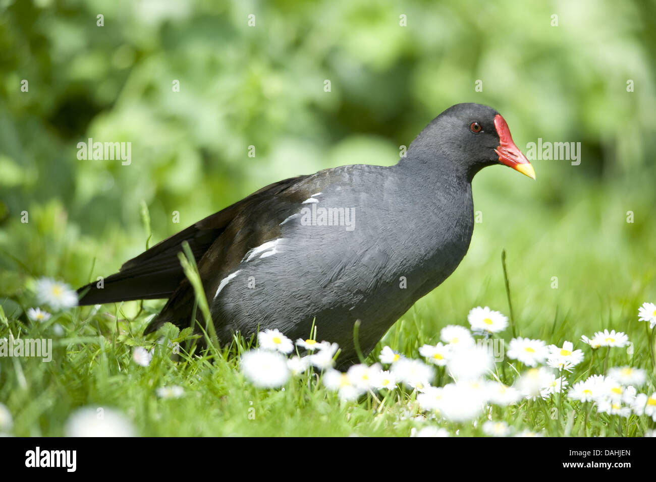 Common moorhen gallinula chloropus waterhen hi-res stock photography ...