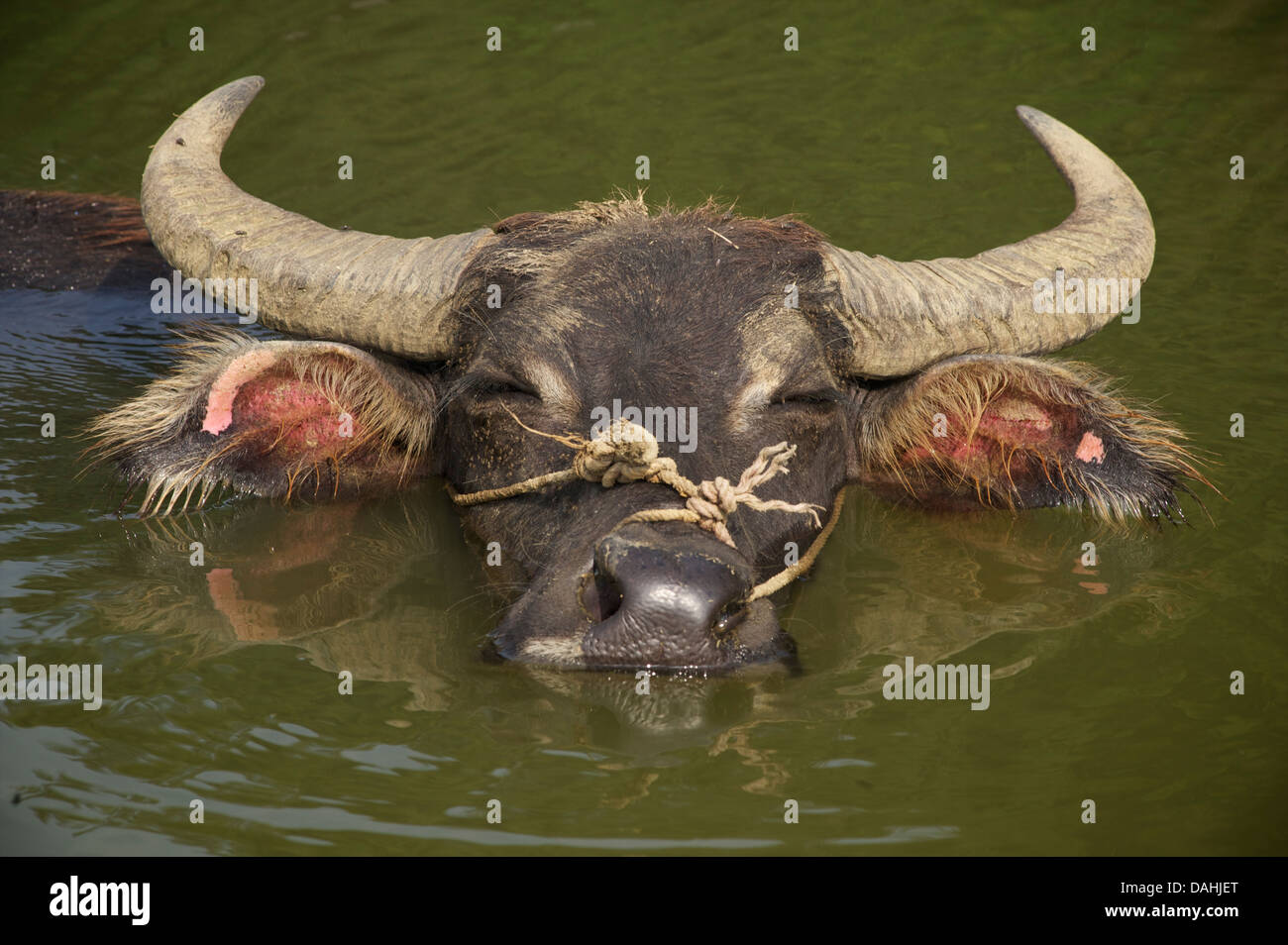 Lolling High Resolution Stock Photography and Images - Alamy