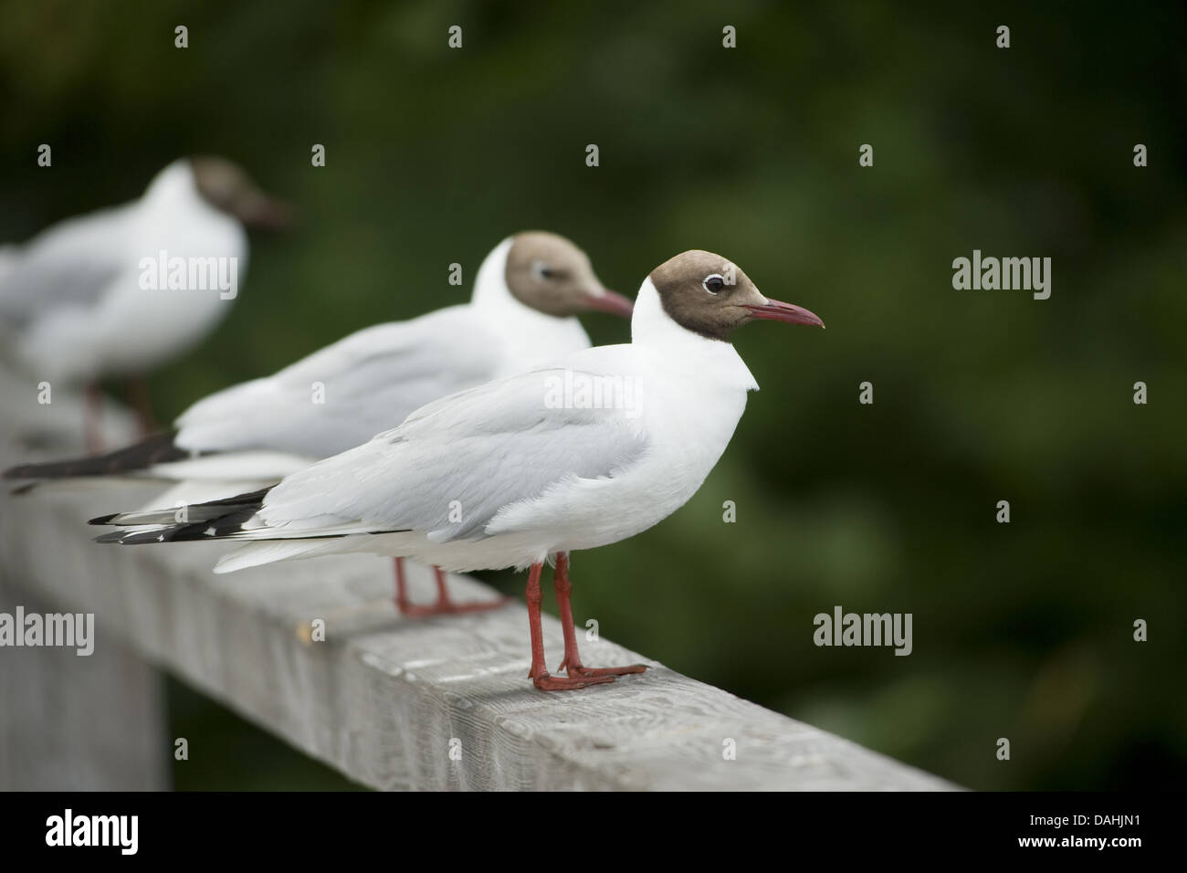 Larus ridibundus laridae hi-res stock photography and images - Alamy