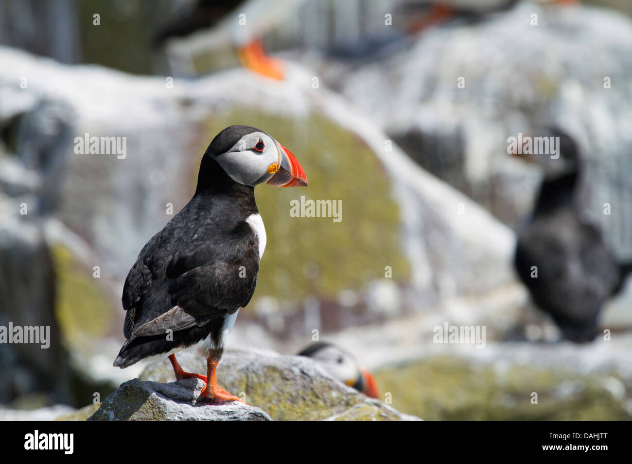 Single puffin on a rock Stock Photo - Alamy