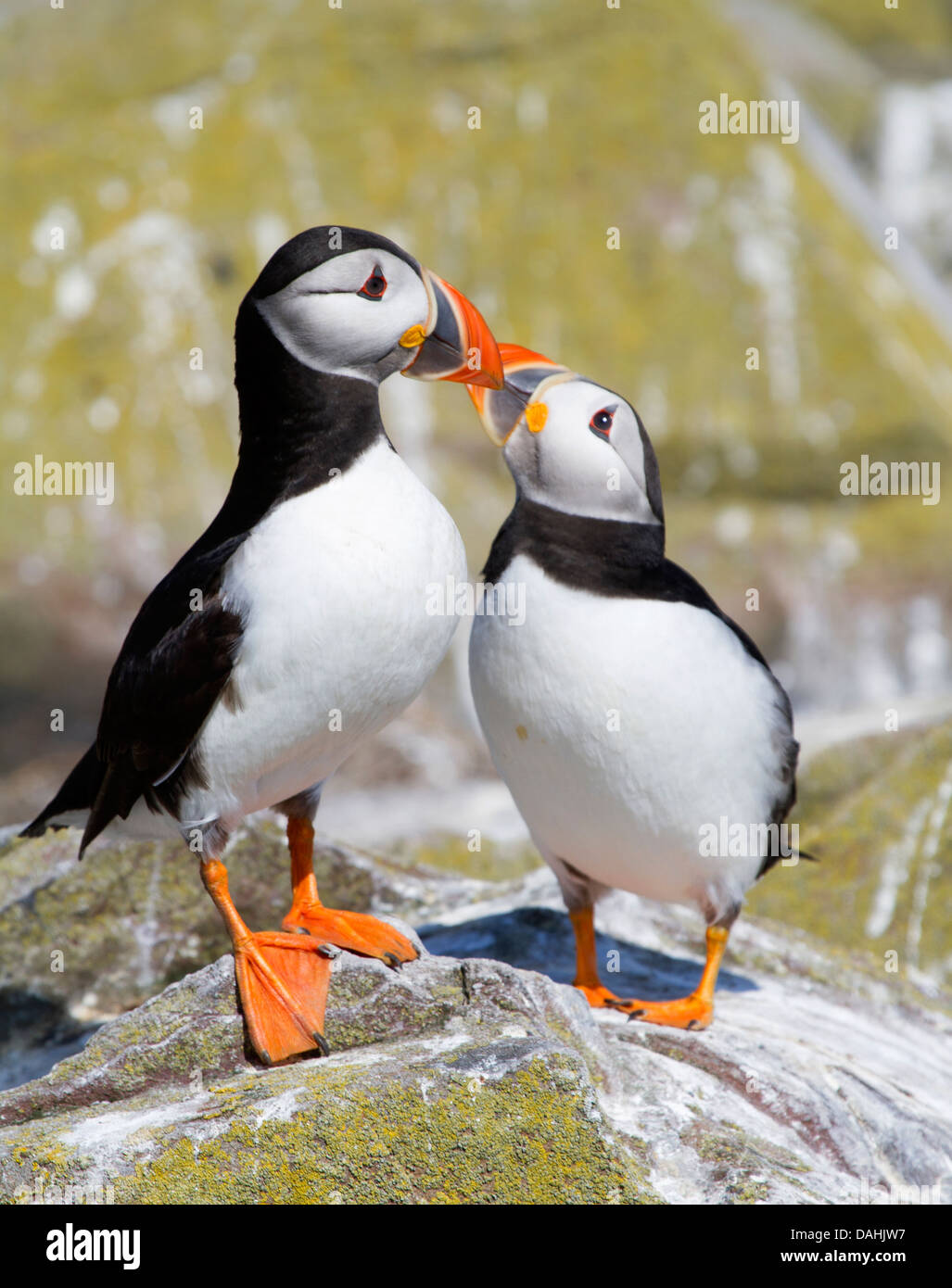 Small group of puffins Stock Photo - Alamy