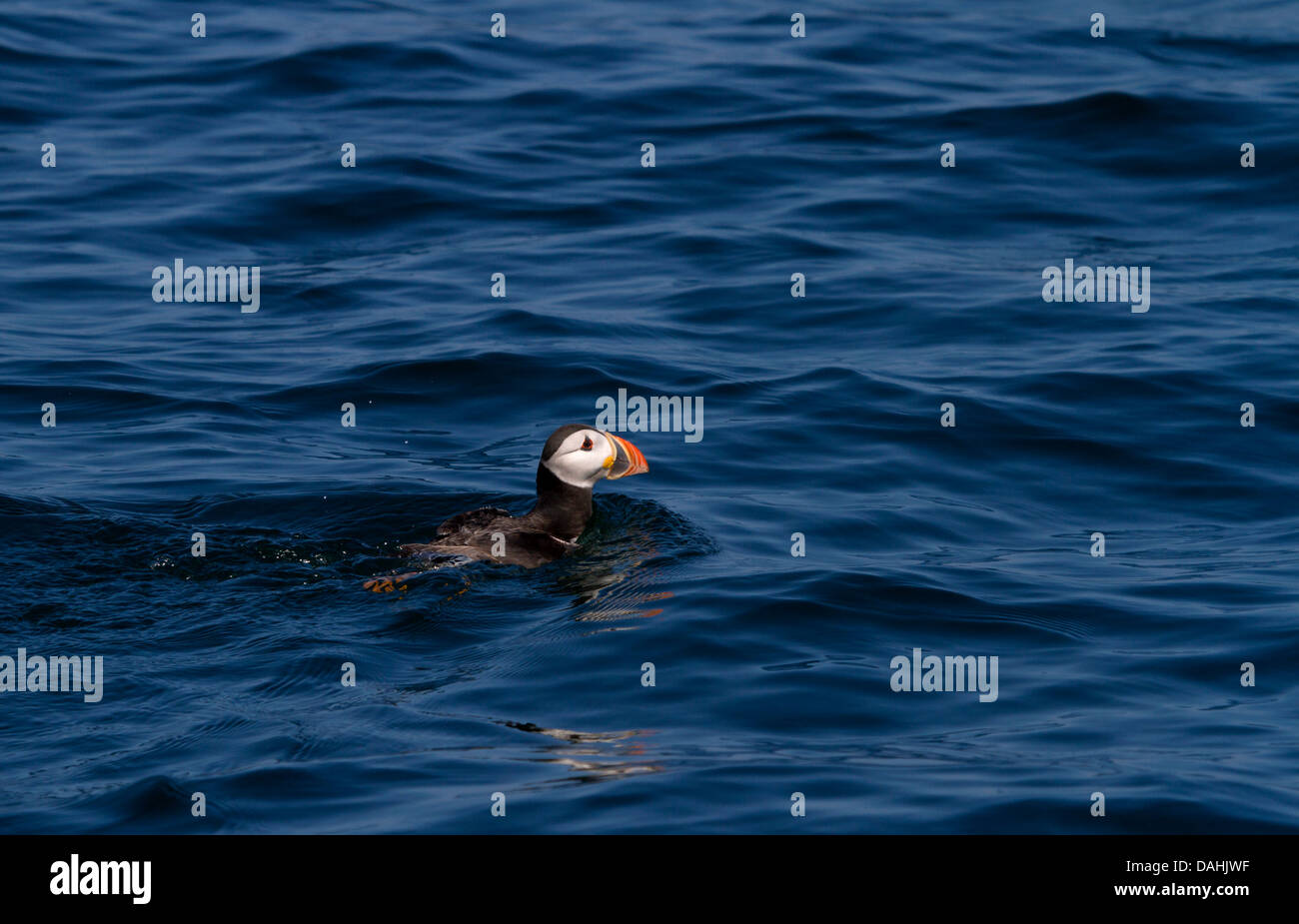 Atlantic Puffin Swimming High Resolution Stock Photography and Images ...