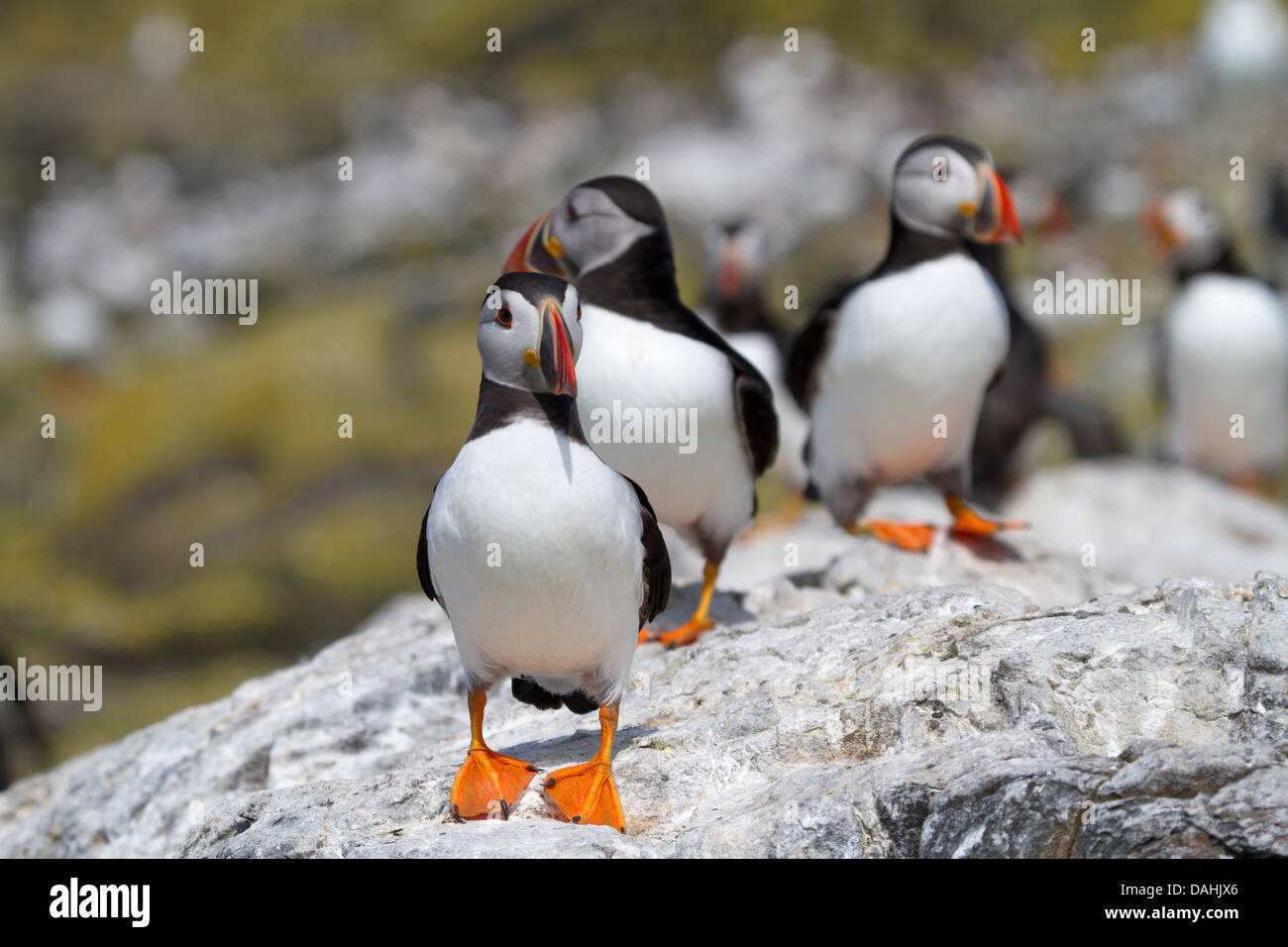 Small group of puffins Stock Photo - Alamy