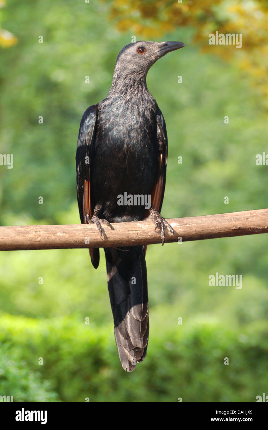 red-winged starling, onychognathus morio Stock Photo - Alamy