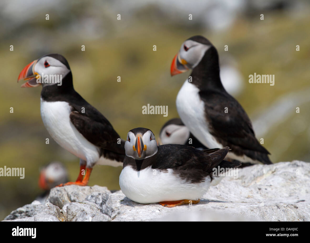 Small group of puffins Stock Photo - Alamy