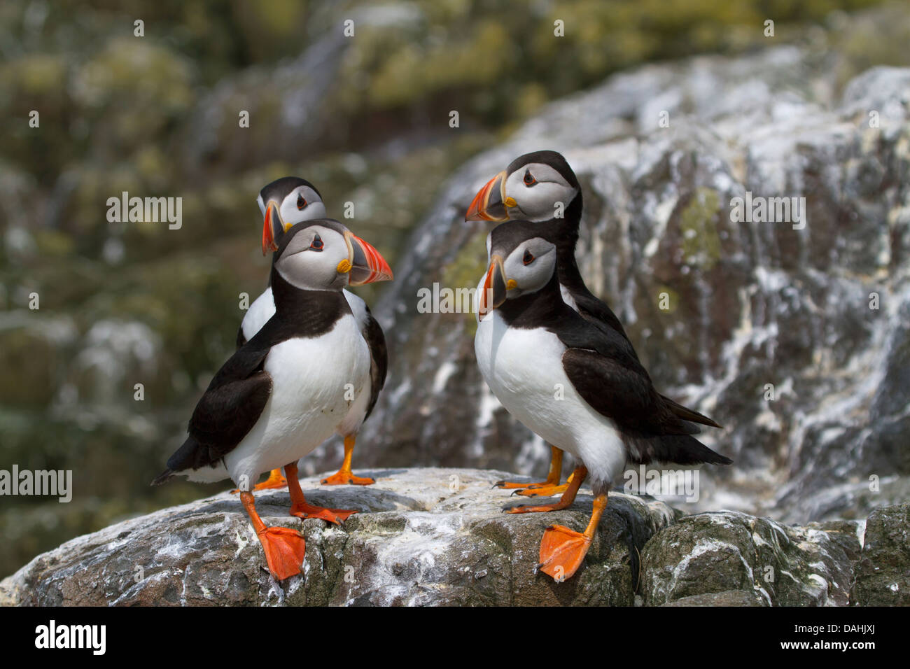 Small group of puffins Stock Photo - Alamy