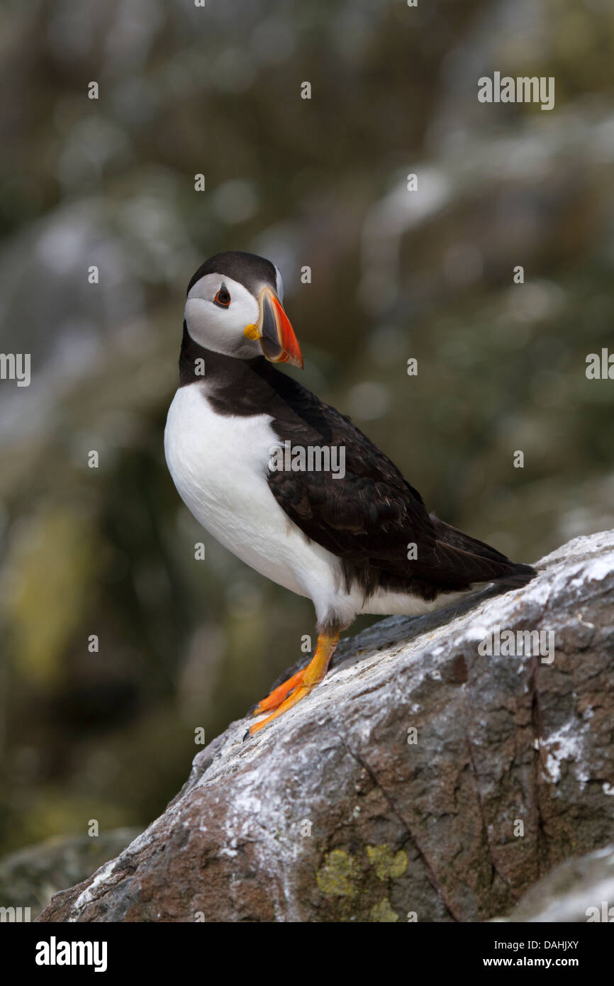 Puffin On The Rock High Resolution Stock Photography and Images - Alamy