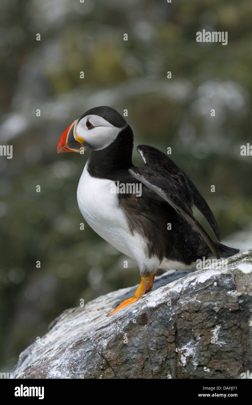 Single puffin on a rock Stock Photo - Alamy