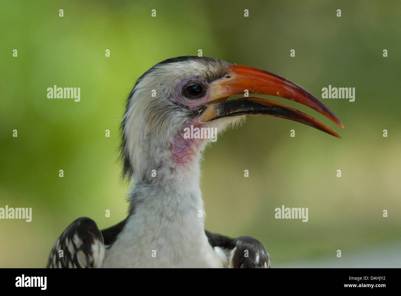 Bill billed beak hi-res stock photography and images - Alamy