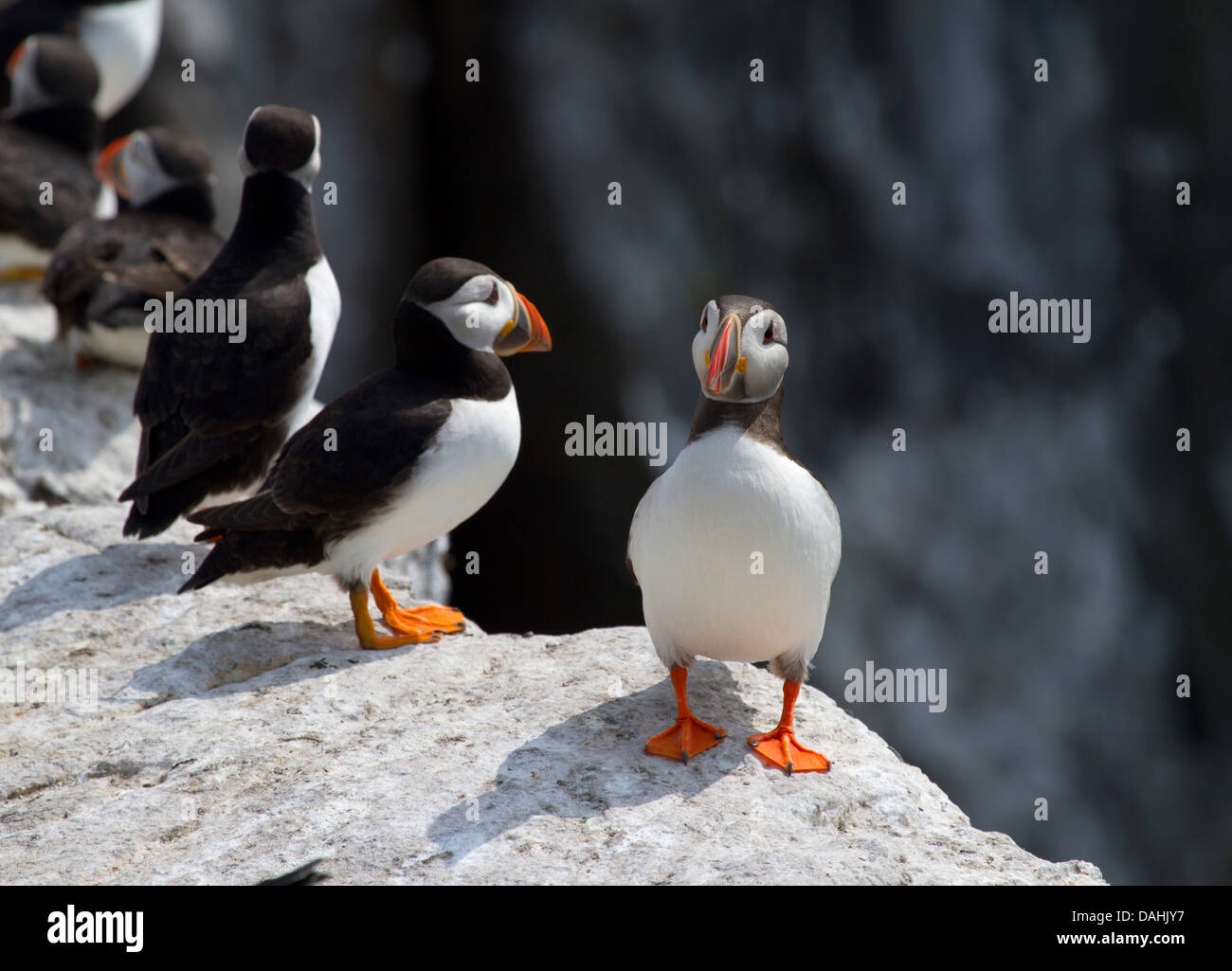 Small group of puffins Stock Photo - Alamy