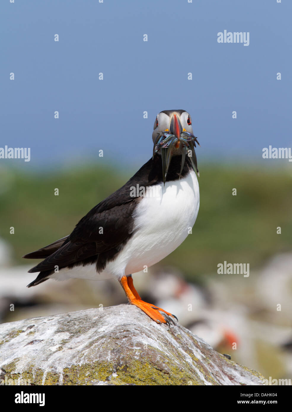 Atlantic puffin with sand eels in its beak Stock Photo - Alamy