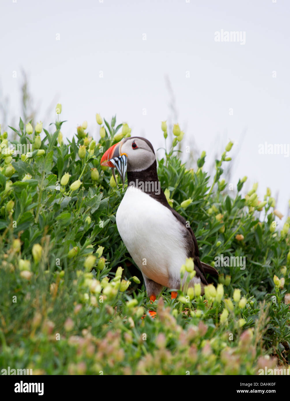 Puffin in the grass Stock Photo - Alamy