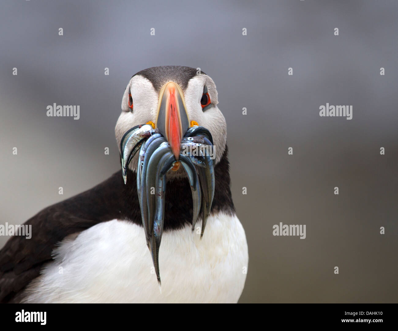 Atlantic puffin with sand eels in its beak Stock Photo - Alamy