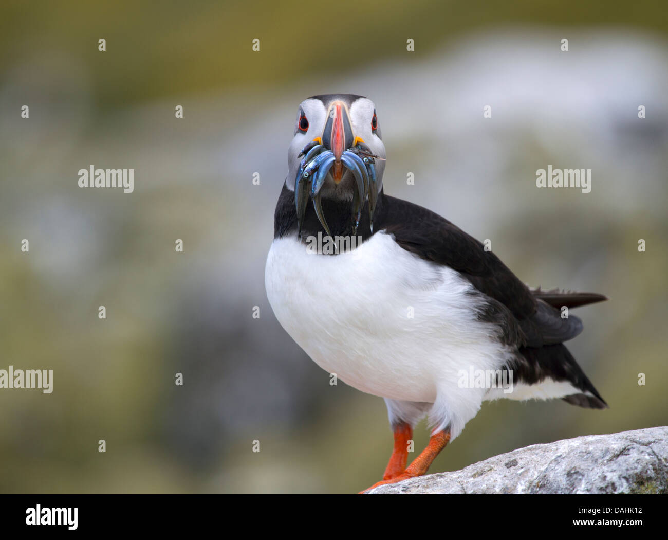 Atlantic puffin with sand eels in its beak Stock Photo - Alamy