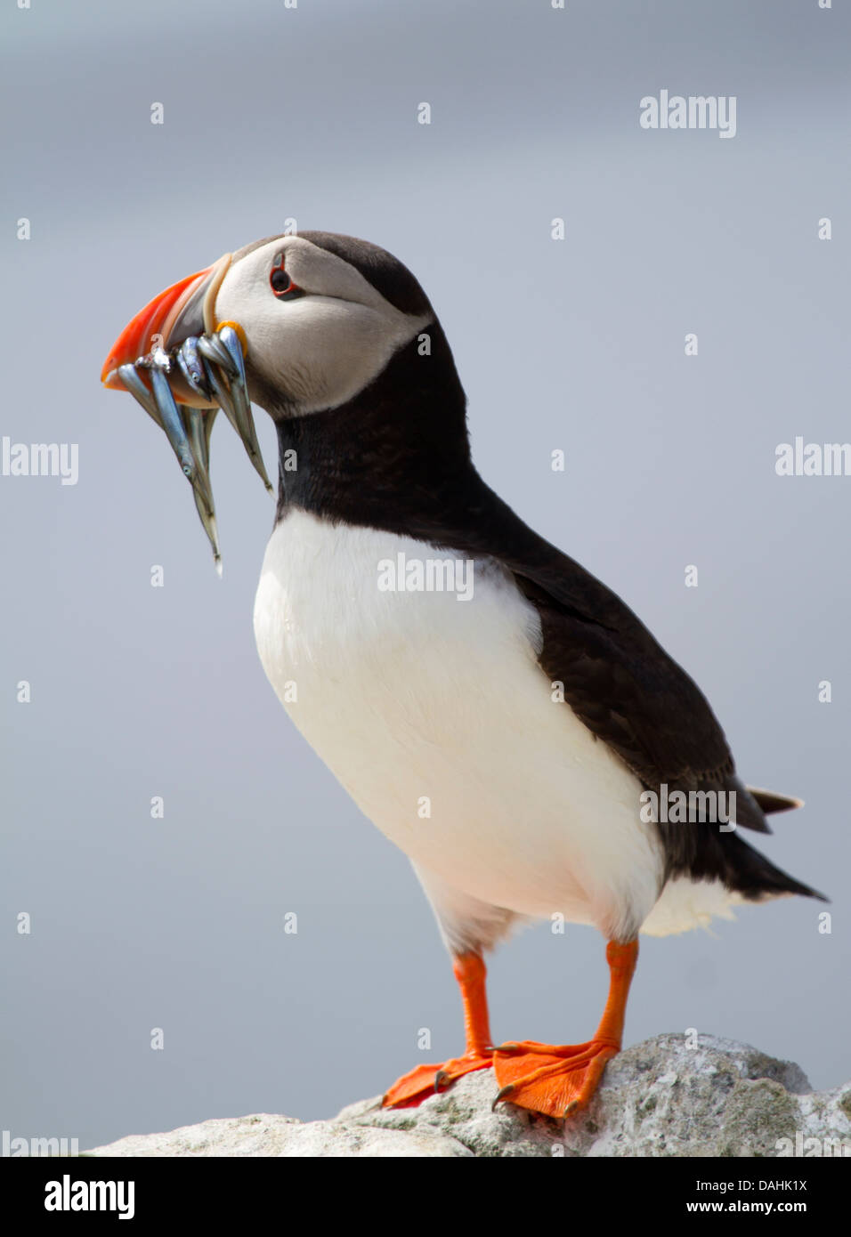 Atlantic puffin with sand eels in its beak Stock Photo - Alamy
