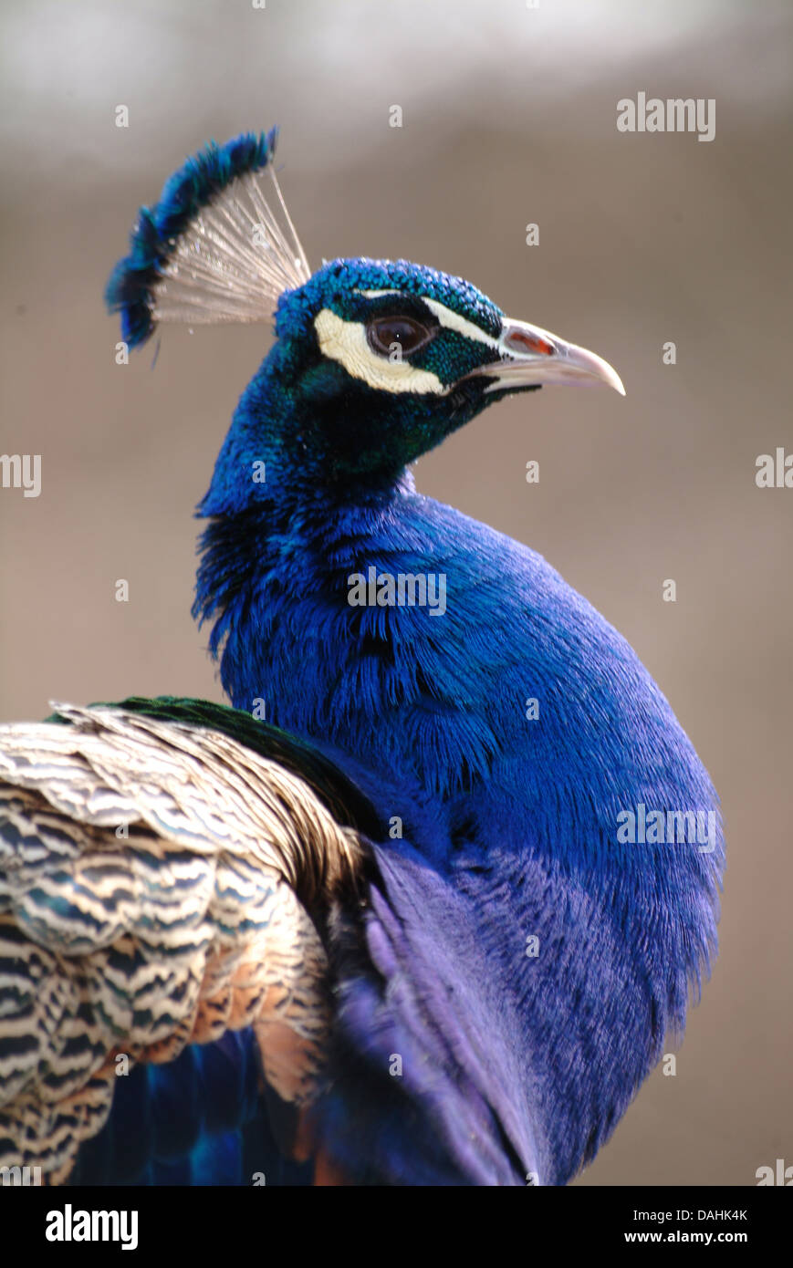 indian peafowl, pavo cristatus Stock Photo - Alamy