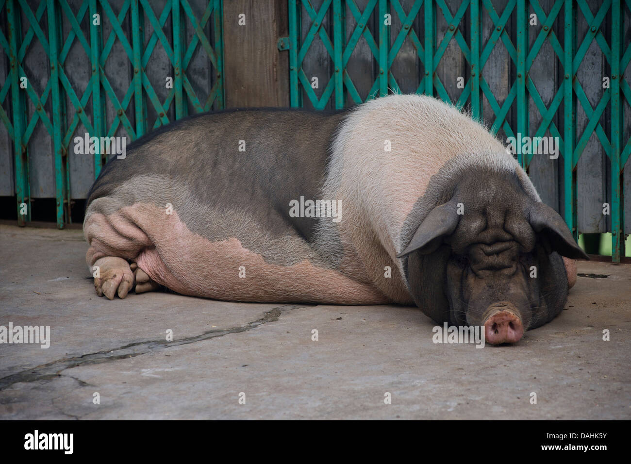 Fat pig obese hi-res stock photography and images - Alamy