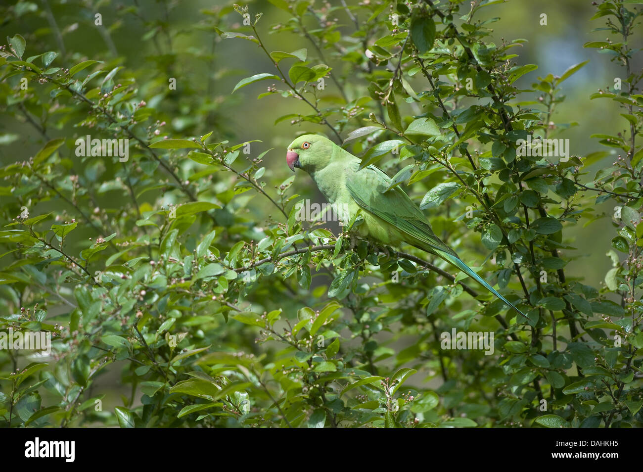 Psittacula hi-res stock photography and images - Alamy