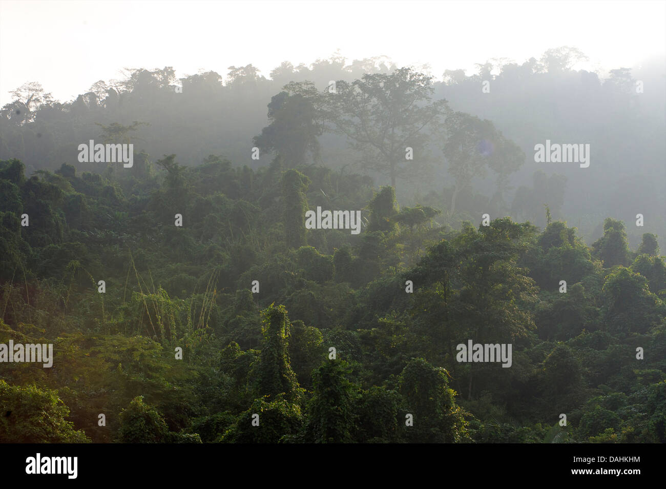 Dense forest surrounding Ba Be lake. Bac Kan district, Bac Kan Province ...