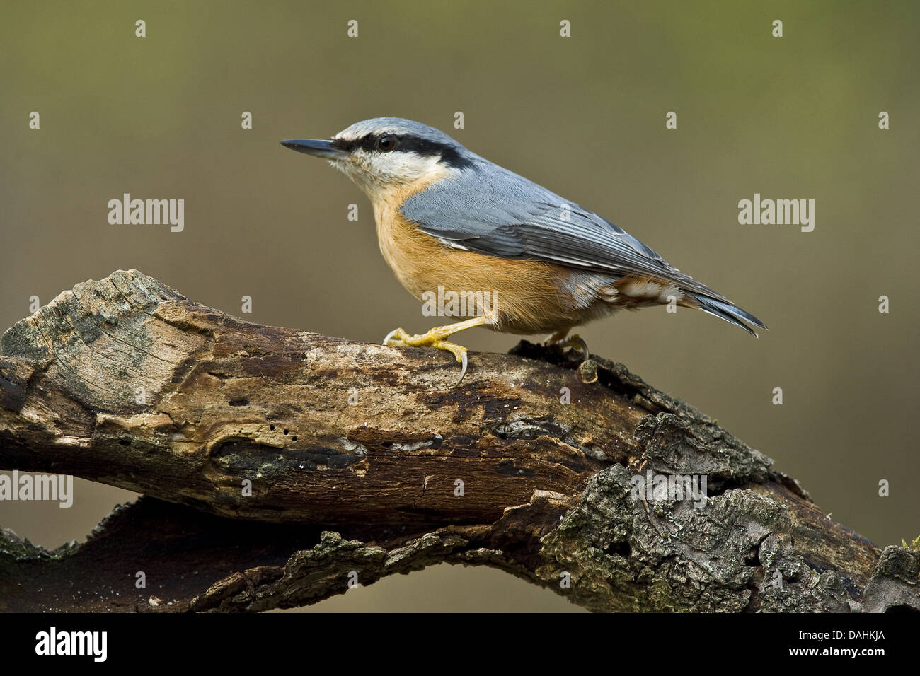 eurasian nuthatch, sitta europaea Stock Photo - Alamy