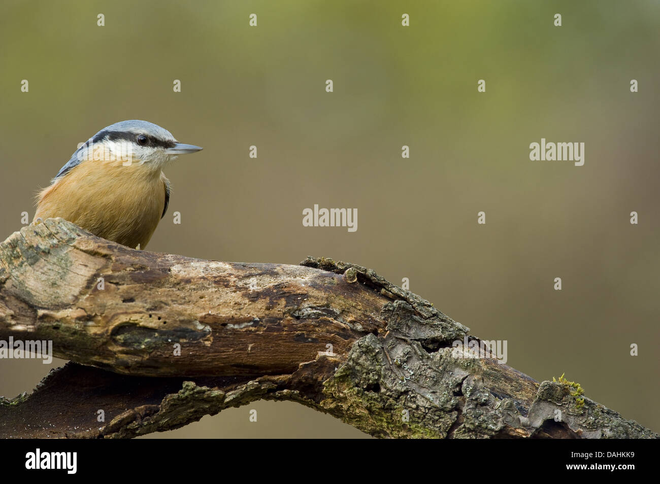eurasian nuthatch, sitta europaea Stock Photo - Alamy