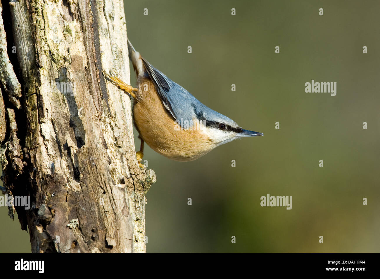 eurasian nuthatch, sitta europaea Stock Photo - Alamy