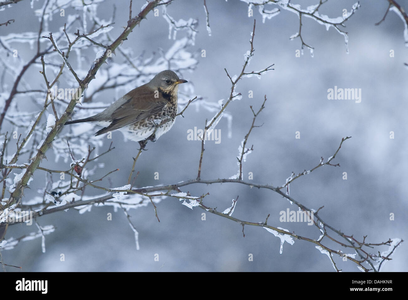 Fieldfare fauna hi-res stock photography and images - Alamy