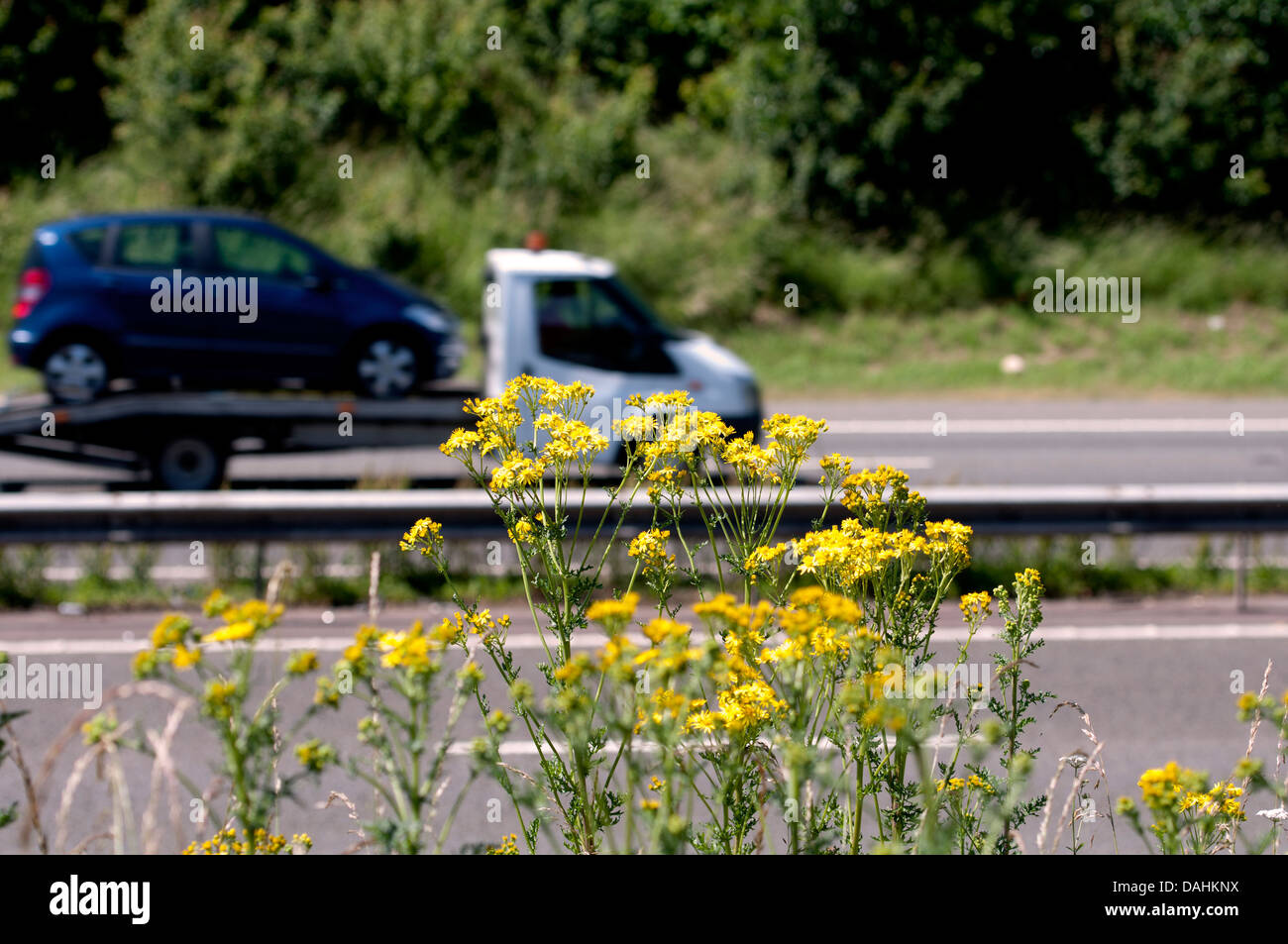 Roadside flowers hi-res stock photography and images - Alamy