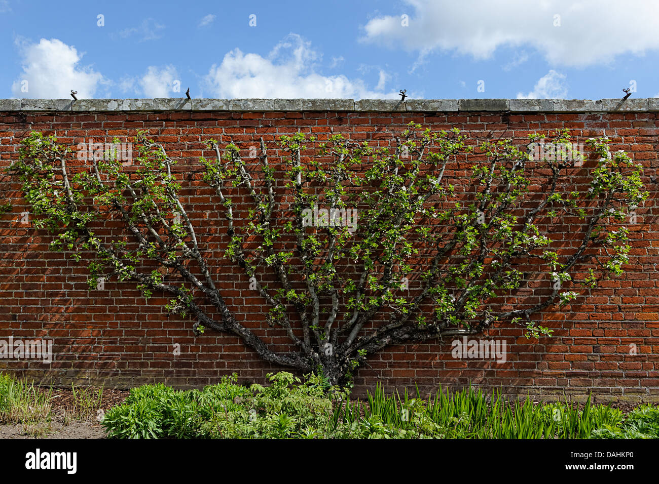 Fan trained espalier hi-res stock photography and images - Alamy