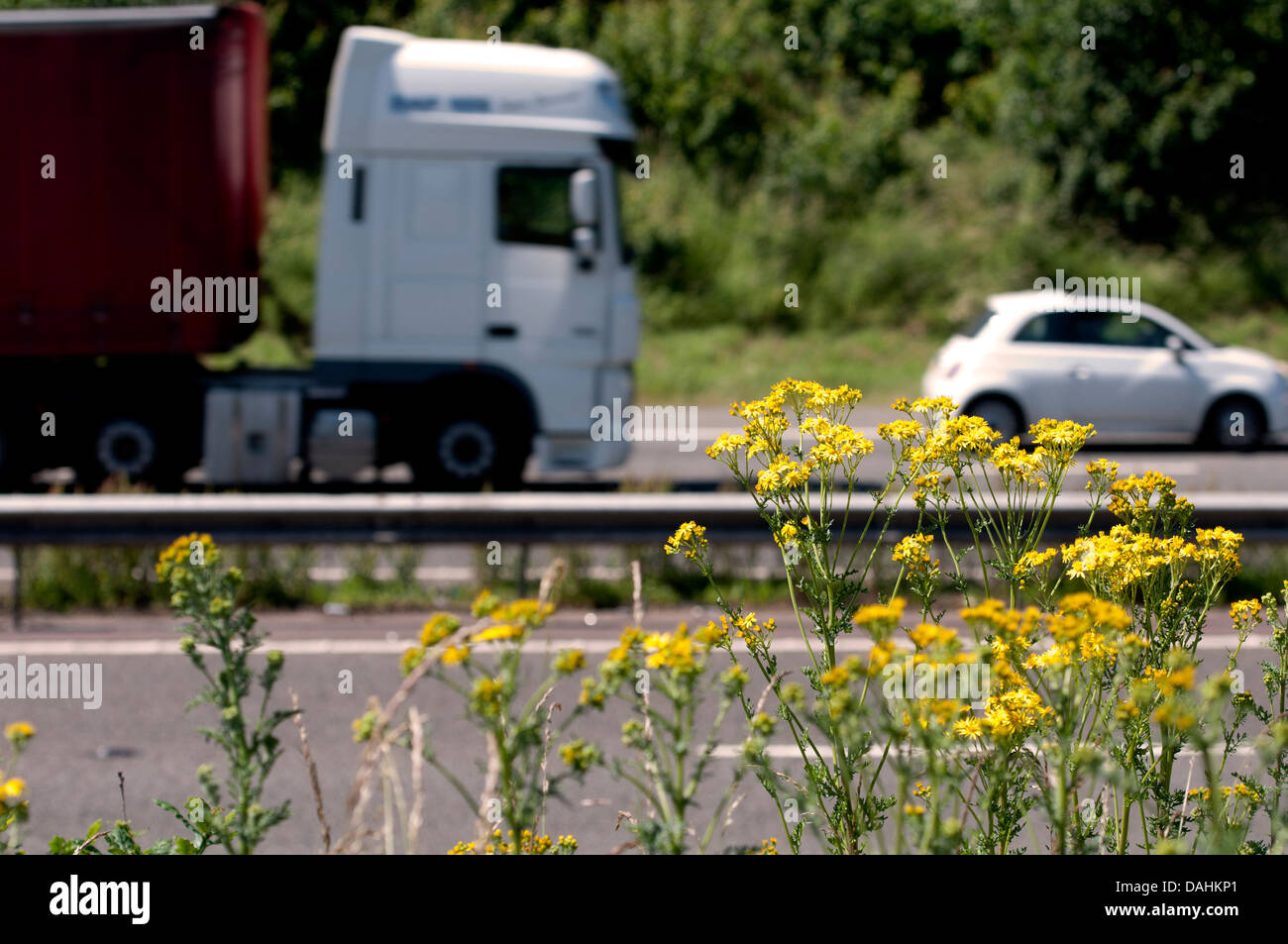 Roadside flowers hi-res stock photography and images - Alamy