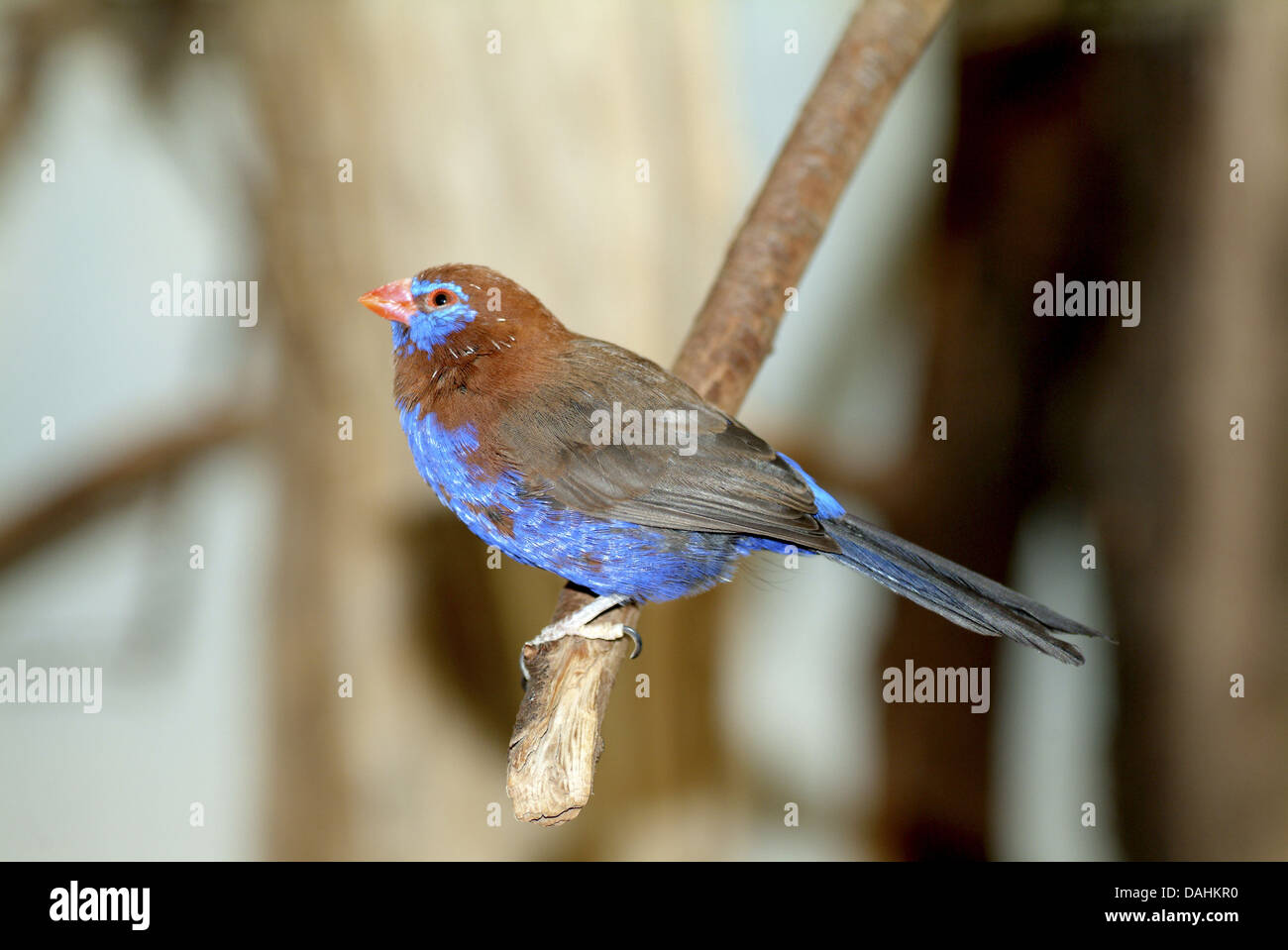purple grenadier, uraeginthus ianthinogaster Stock Photo - Alamy