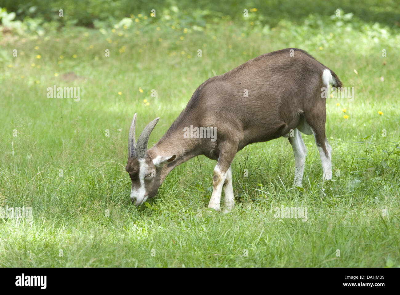 wild goat, capra aegagrus hircus Stock Photo - Alamy