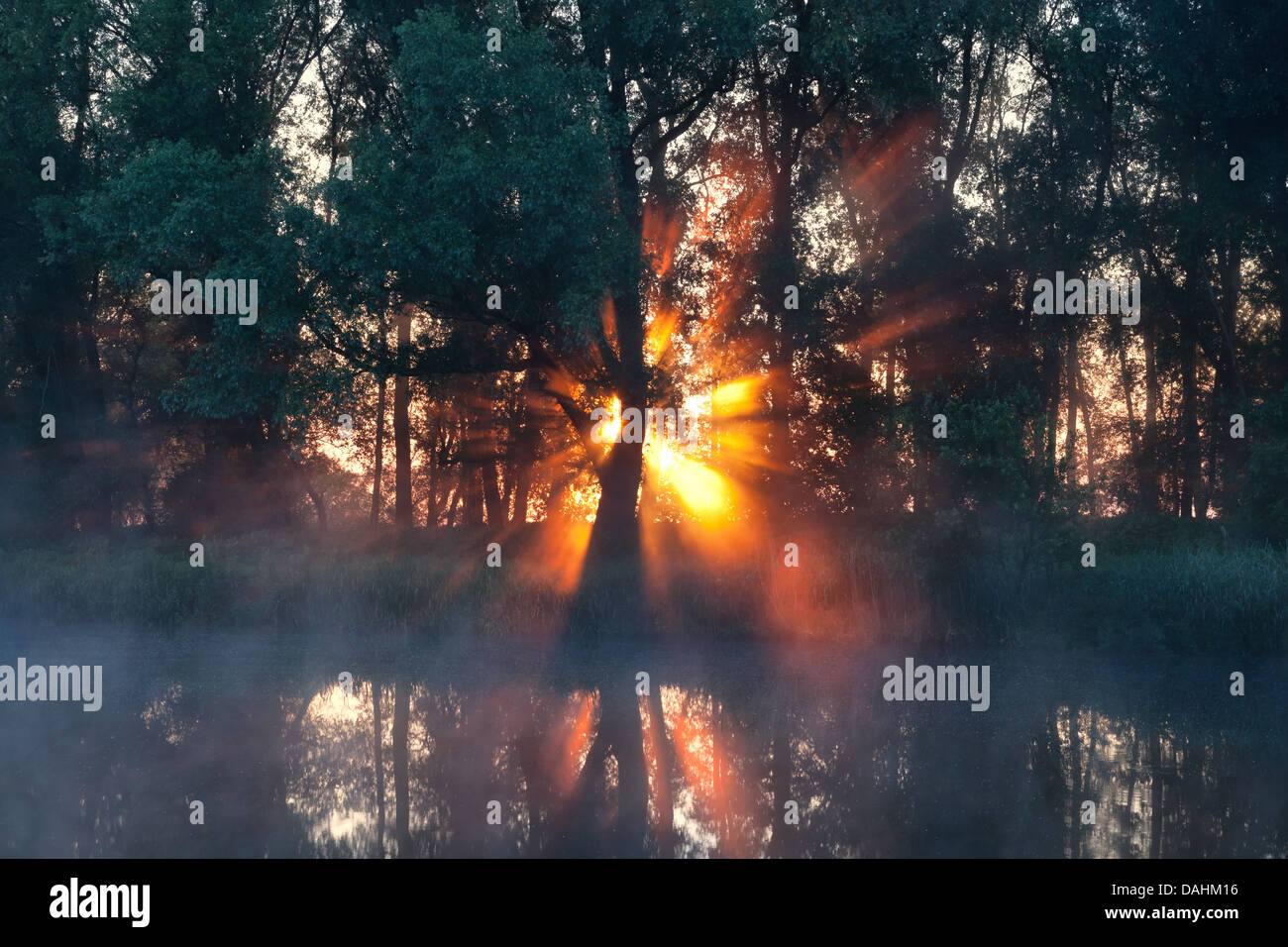 dramatic warm sunbeams behind tree in misty morning Stock Photo - Alamy