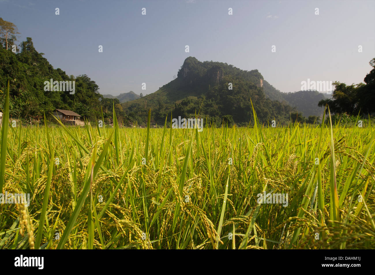 Rice farming in vietnam hi-res stock photography and images - Alamy