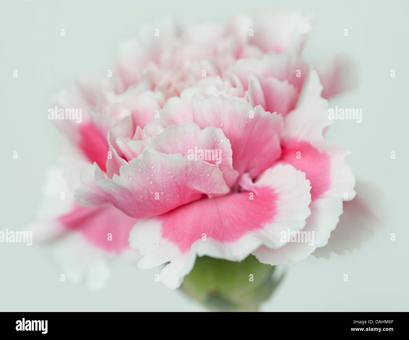Close up of Pink Carnation Stock Photo - Alamy