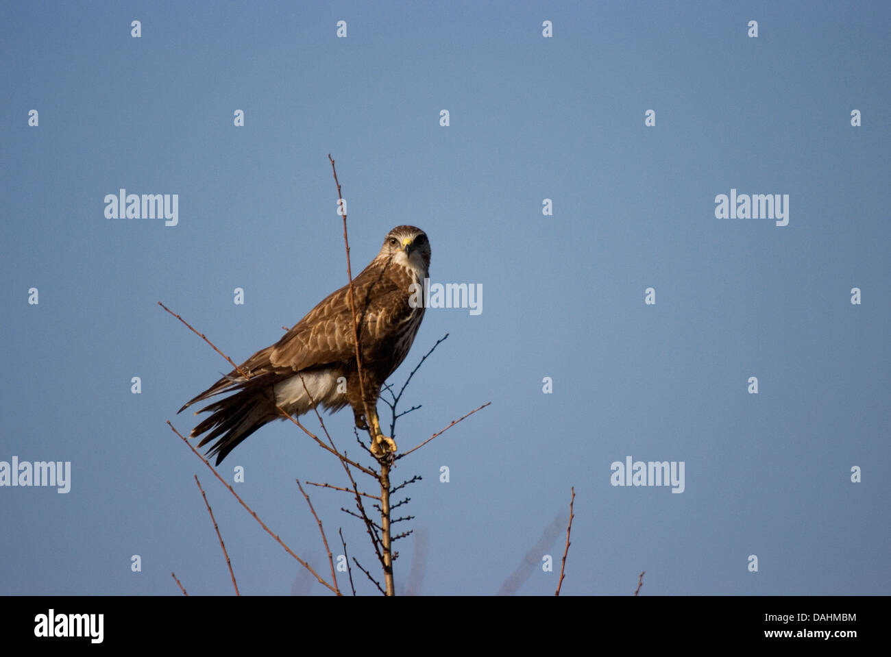 Strandja mountains bulgaria eastern europe wildlife hi-res stock ...