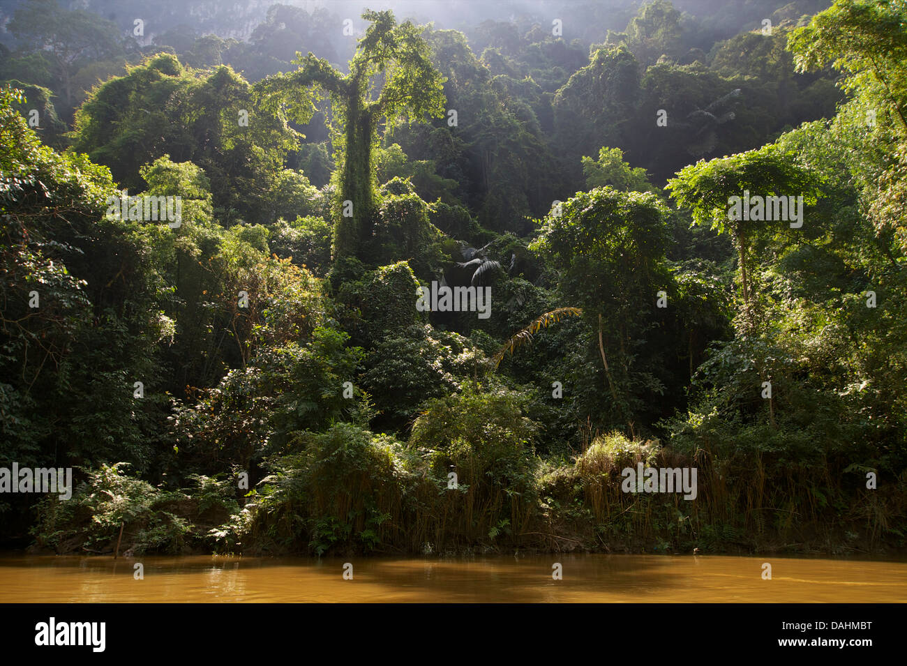 Dense forest surrounding Ba Be lake. Bac Kan district, Bac Kan Province ...
