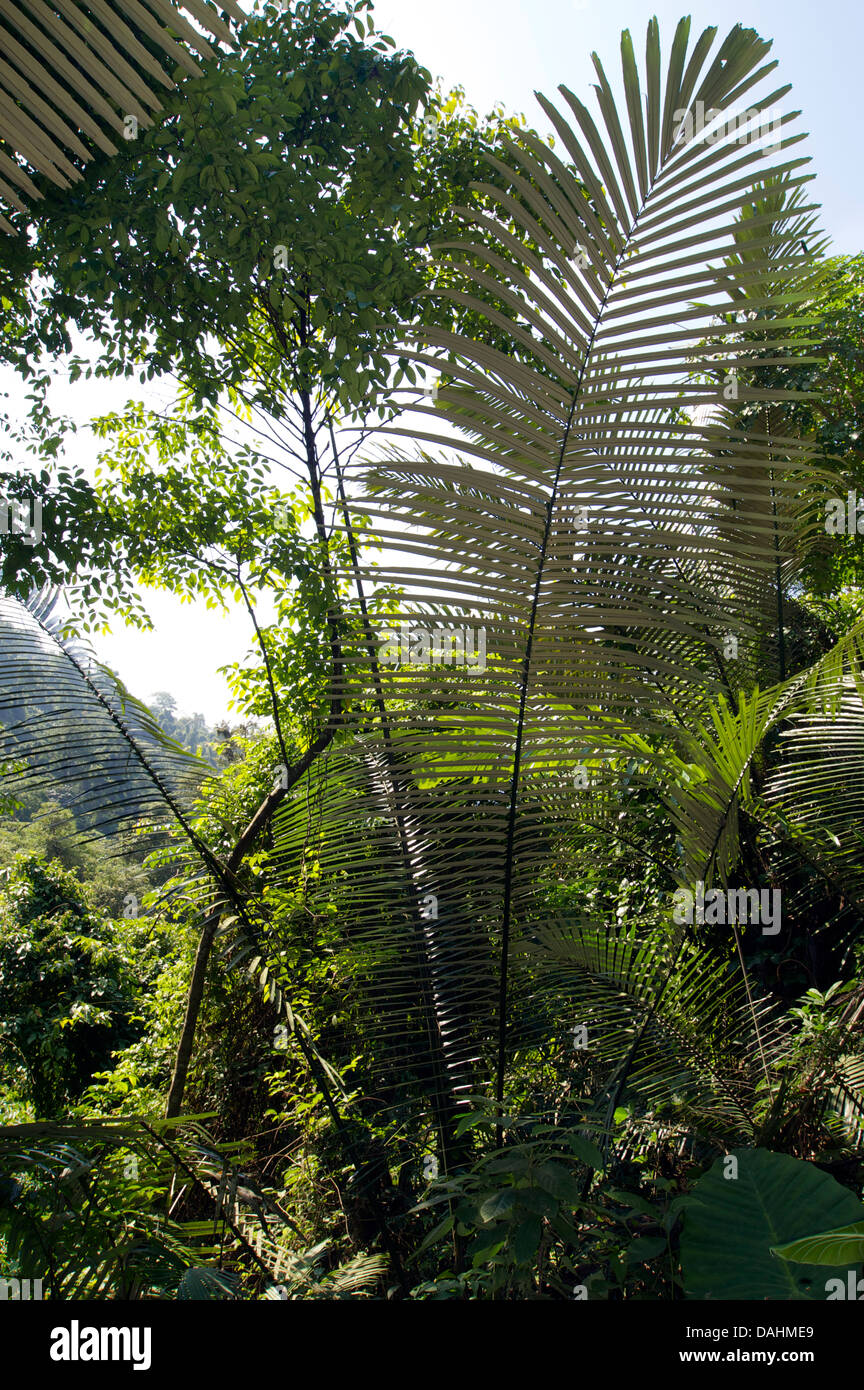 Dense forest surrounding Ba Be lake. Bac Kan district, Bac Kan Province ...