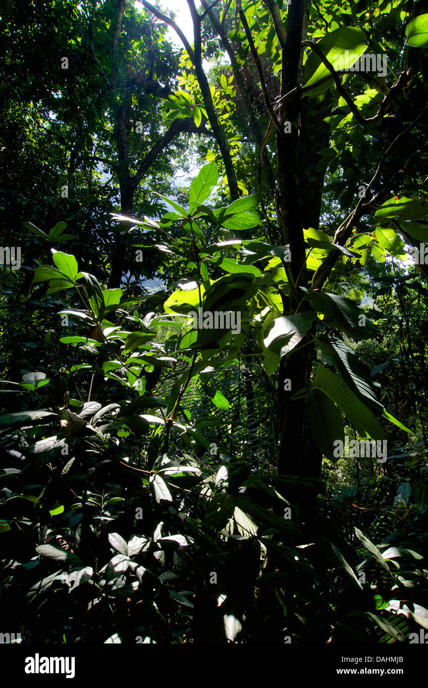 Dense forest surrounding Ba Be lake. Bac Kan district, Bac Kan Province ...