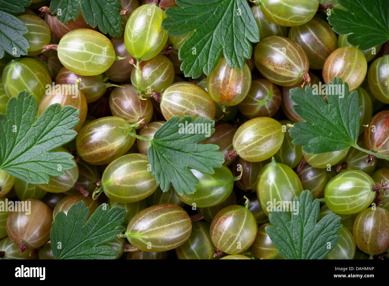 Gooseberries background with leaves. Green gooseberry fruit. Top view ...