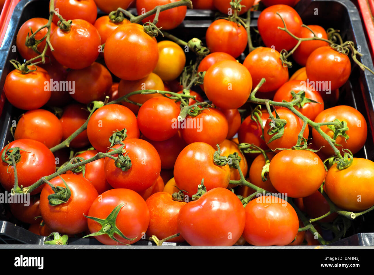 Tomato exhibition hi-res stock photography and images - Alamy