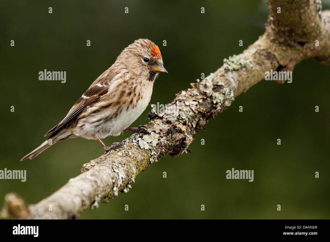 Redpoll - Carduelis flammea Stock Photo - Alamy