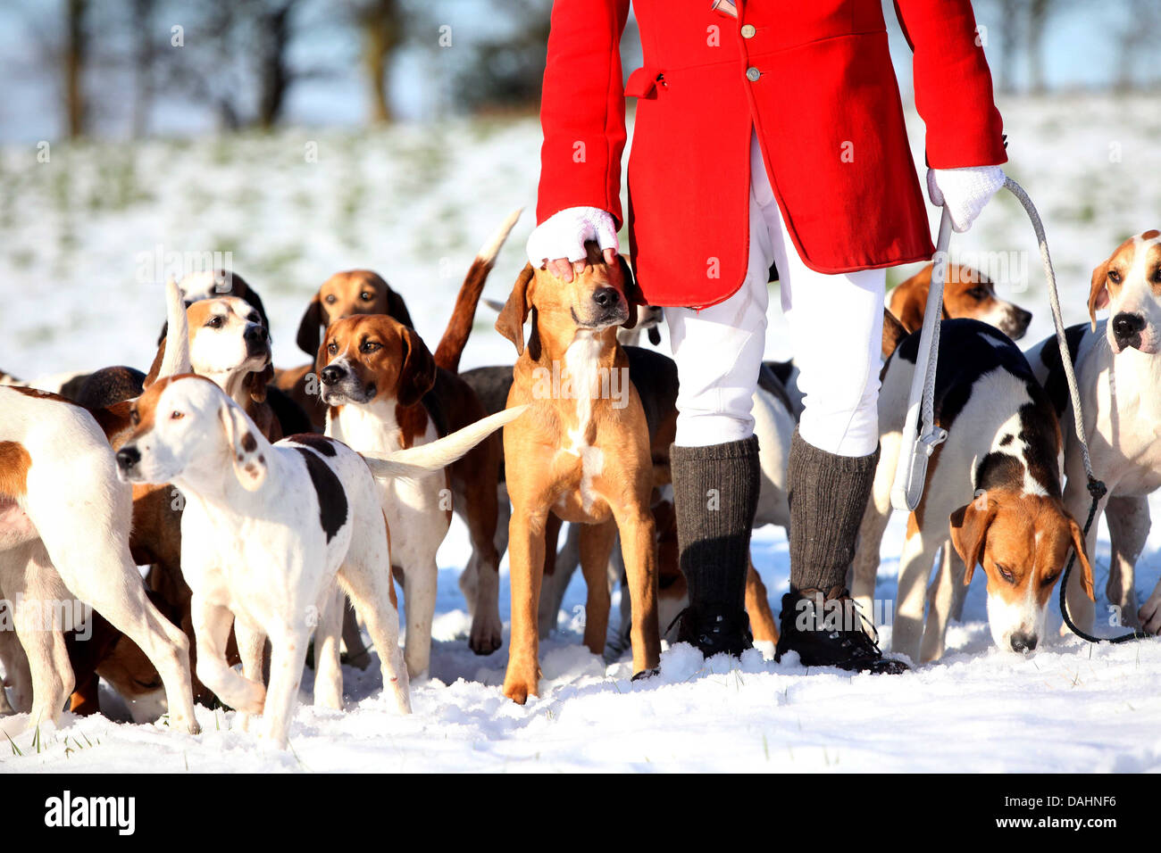 What Dogs Were Used For Fox Hunting
